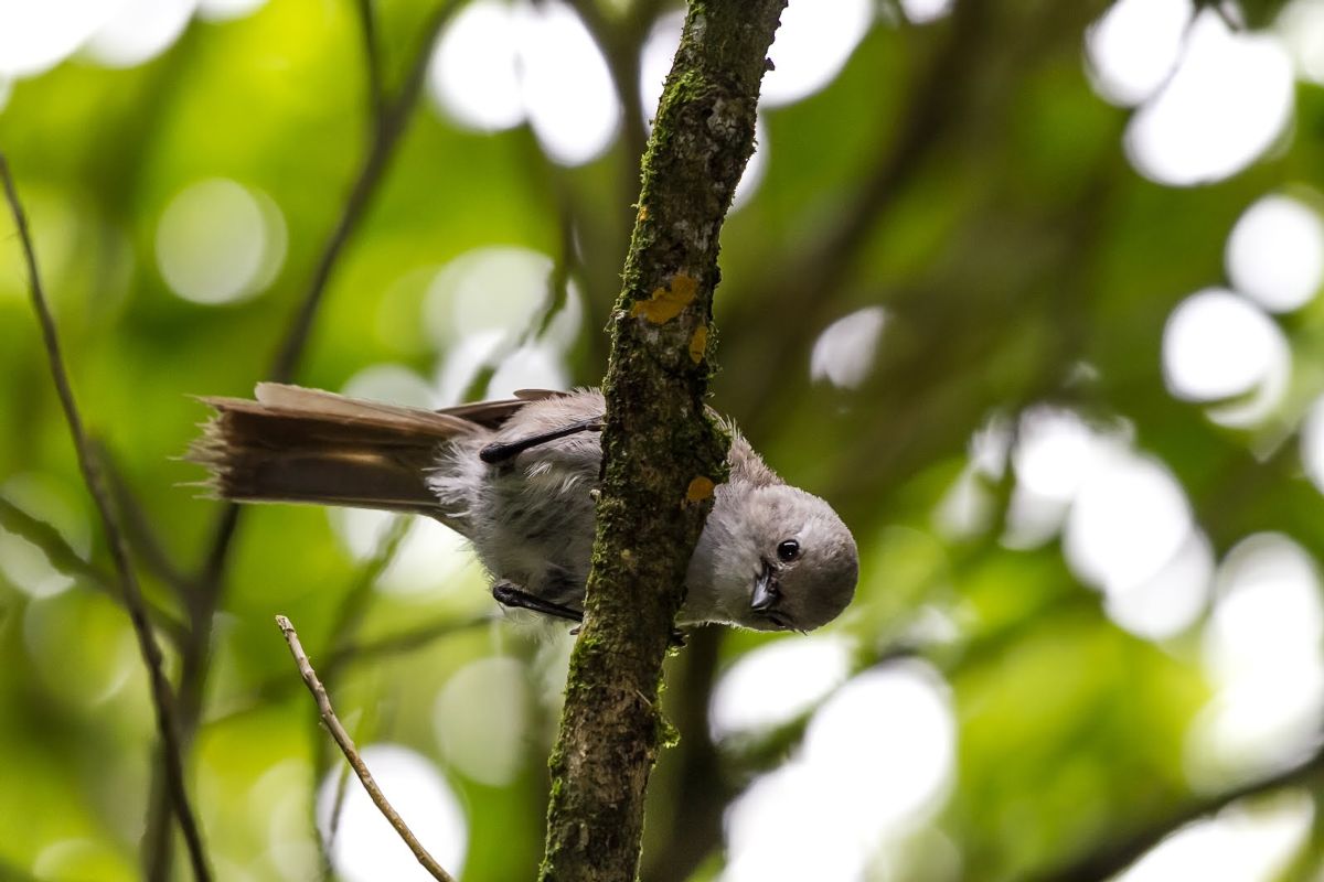 Whitehead : Birding NZ